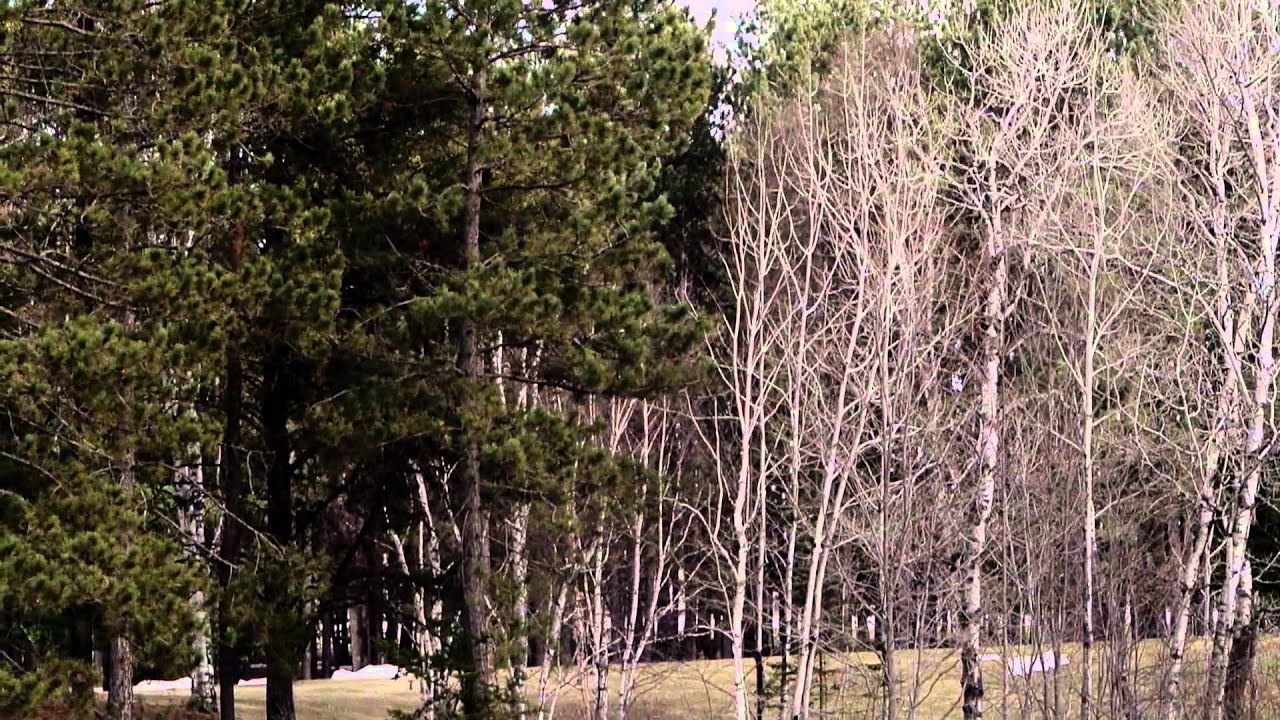 Trees - YouTube