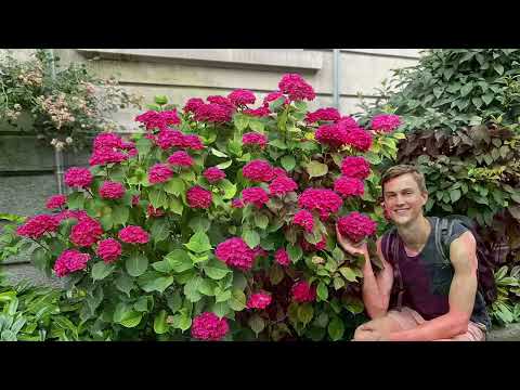 Roberta's 1-Piece Red Sensation Hydrangea Live Plant on QVC - YouTube
