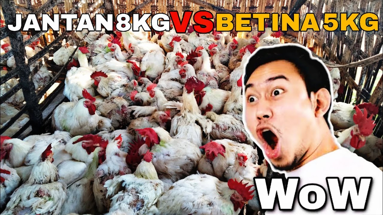 UPDATE HARGA AYAM PARENT STOCK BROILER HARI INI TANGGAL 21 JULI 2024 ...