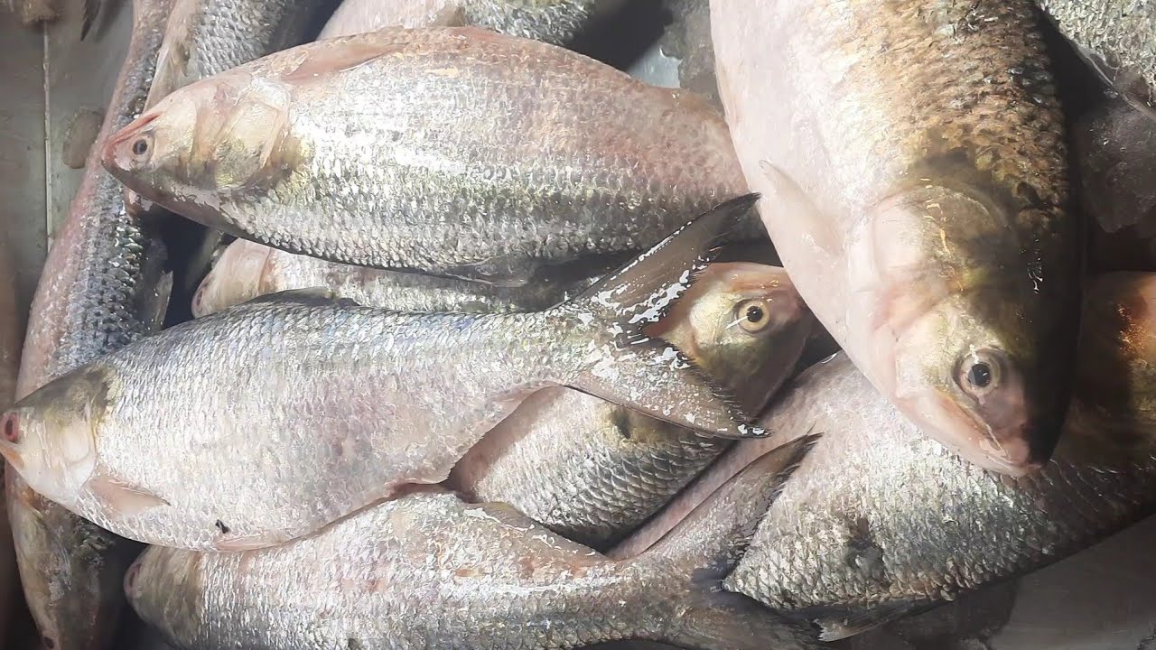hilsha fish bd ইলিশ মাছ - YouTube