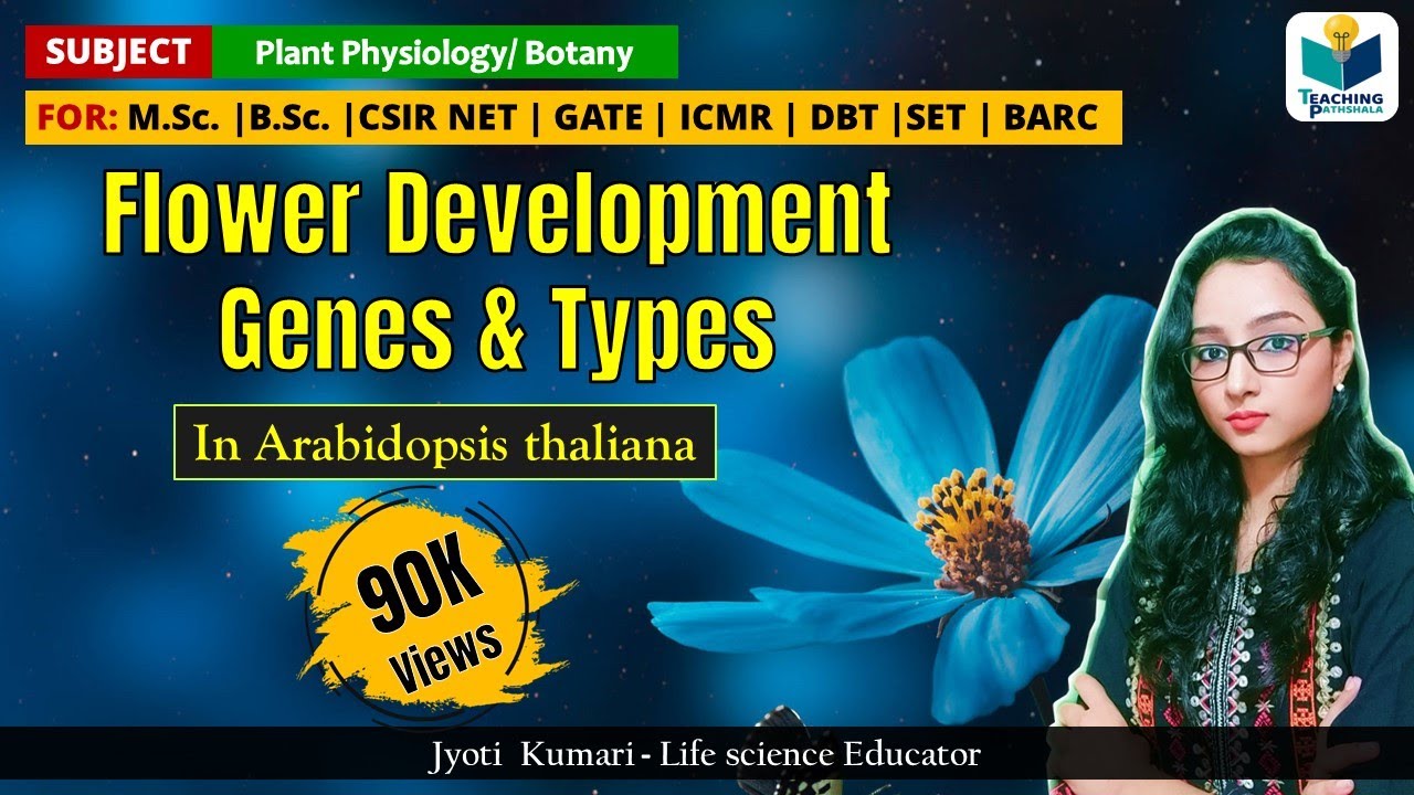 Flower Development Genes in Arabidopsis || CSIR-NET | GATE | BARC ...