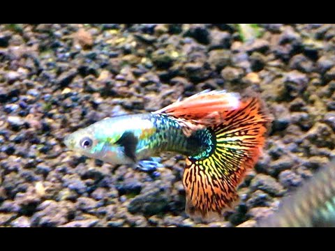 New Guppy Train Guppies - YouTube