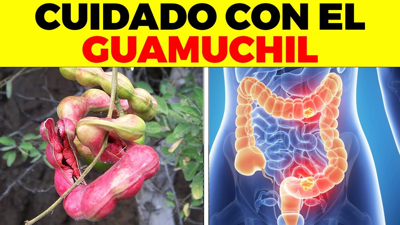 Que Beneficios Tiene El Fruto Del Guamuchil Estos Beneficios Es