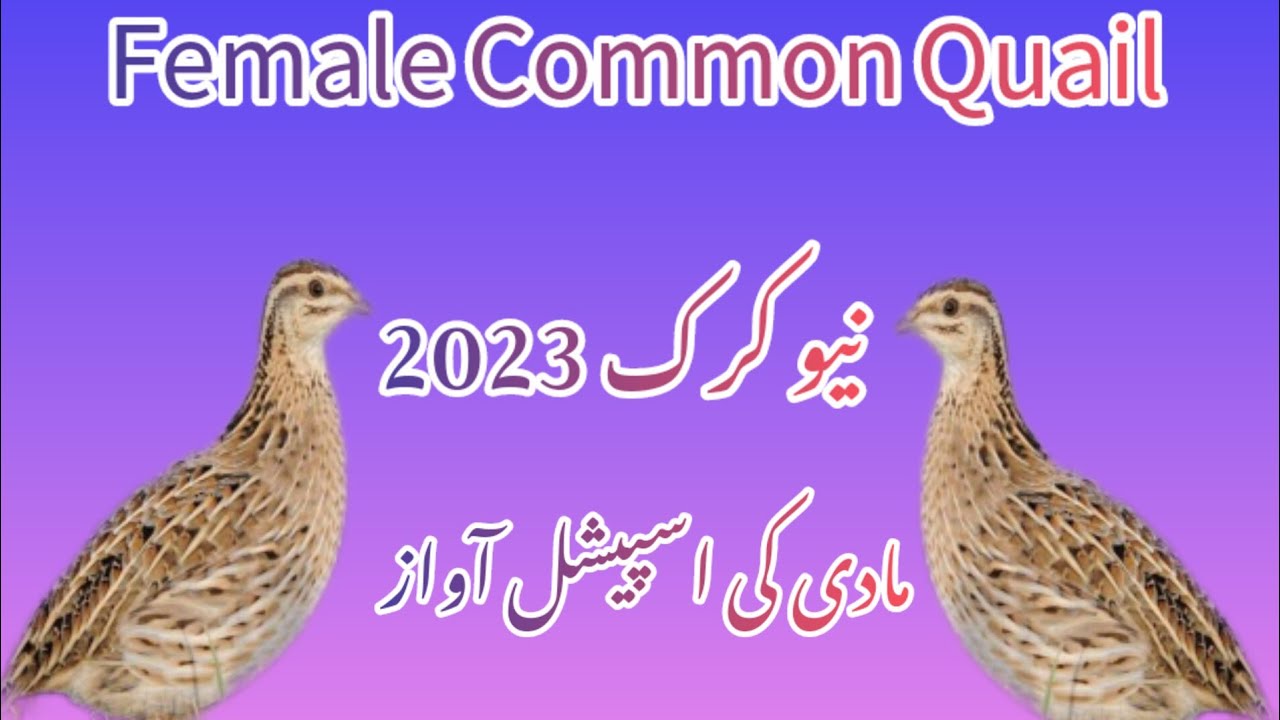 New madi batair kirk 2023 female common Quail sounds #batairkiawaz # ...