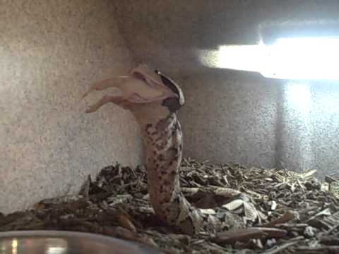 Gaboon Viper Eating - YouTube