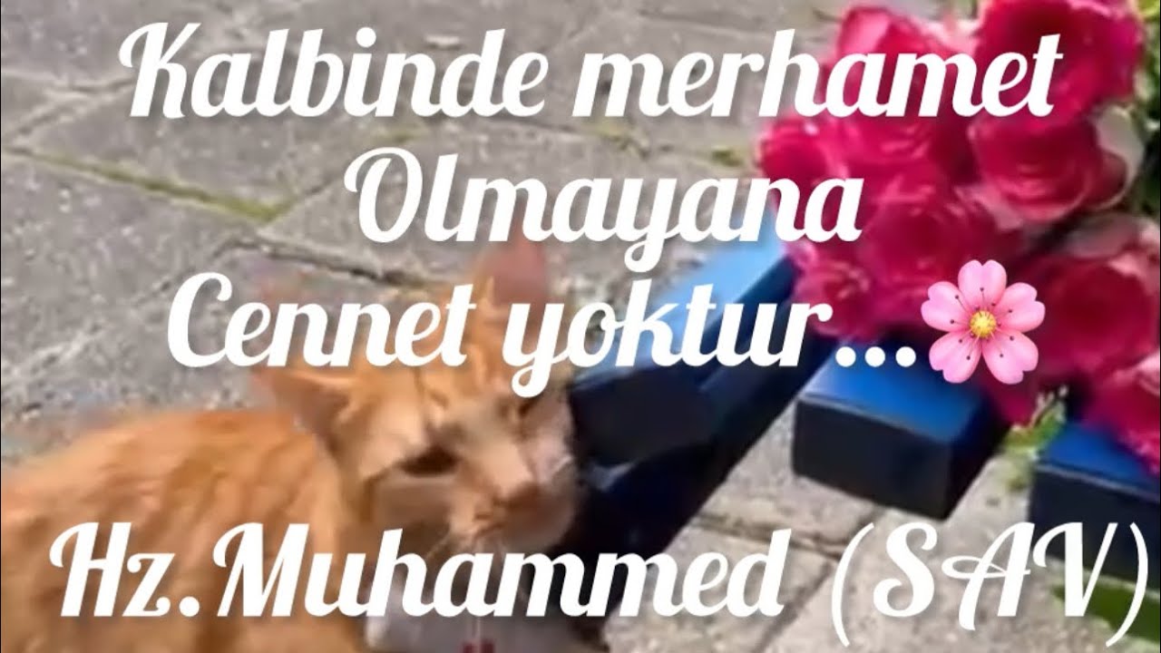 Kedi,İlaç,Şifa,Dilsiz Hayvan,Merhamet,Cennet (Anlamlı Sözler)…🌸 - YouTube