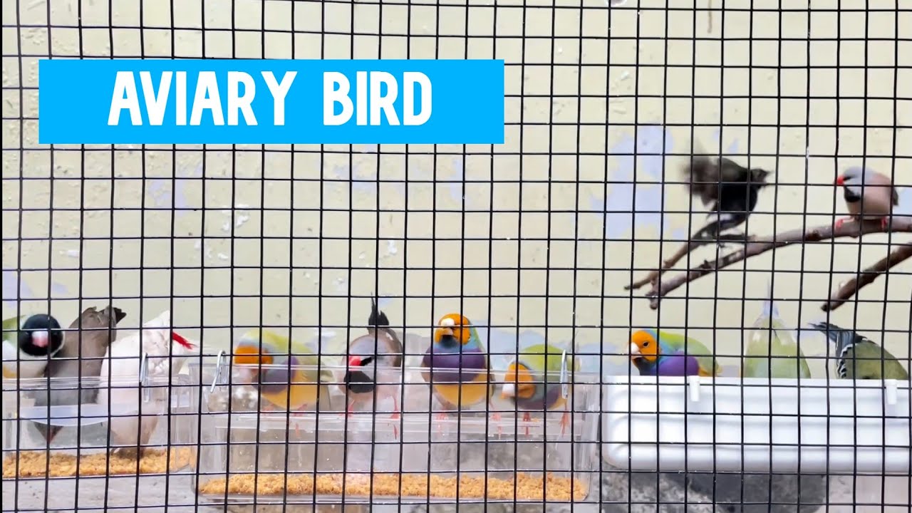 Beautiful Garden Birds Aviary in Home - Mixed Finches - YouTube