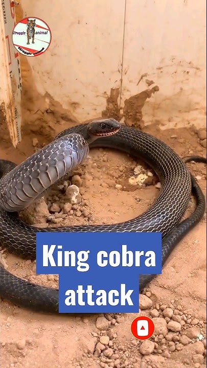 king cobra attack@animalplanet - YouTube