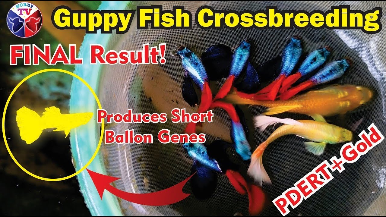 Guppy Fish Full Gold and PDERT Crossbreeding Update | Final with ...