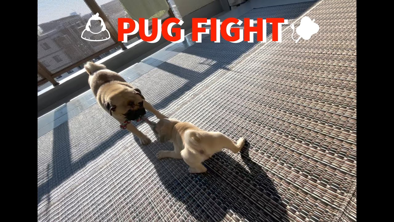 [パグ]鼻ぺちゃの戦い🐶🔥🐶 (PUG FIGHT “1 year old vs 3 months old”) - YouTube