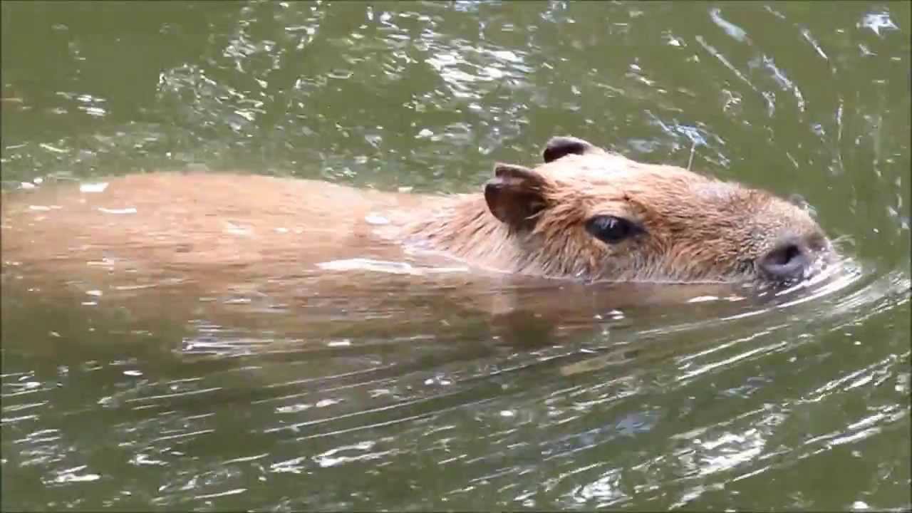 Capybaras diving - Zoo Vienna - YouTube