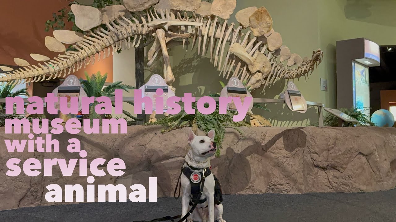 Natural history museum with my service dog - YouTube