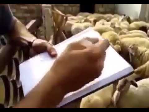 AZERİ FULL GÜLMELİ PRİKOL