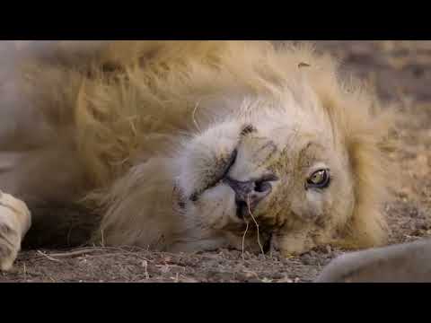 Sürgün Aslan İmkansız Hayatta Kalma Hikayesi Afrika'nın Avcıları 104   NatureTime Türkçe'de 1080p