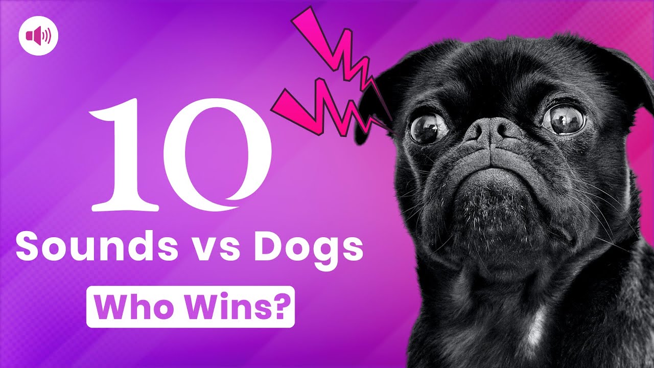 10 Sounds for DOGS Reaction. Who WINS? 🐶 - YouTube