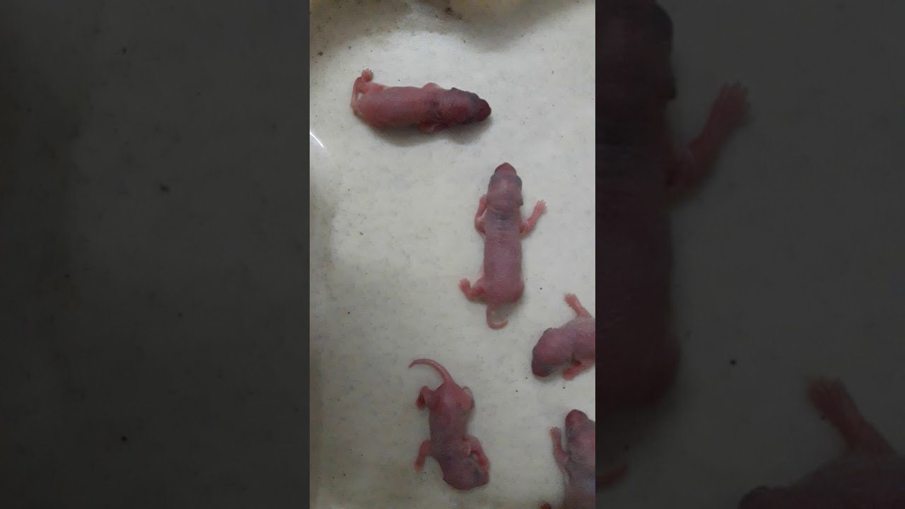 New-born baby rat [Rat pups] - YouTube