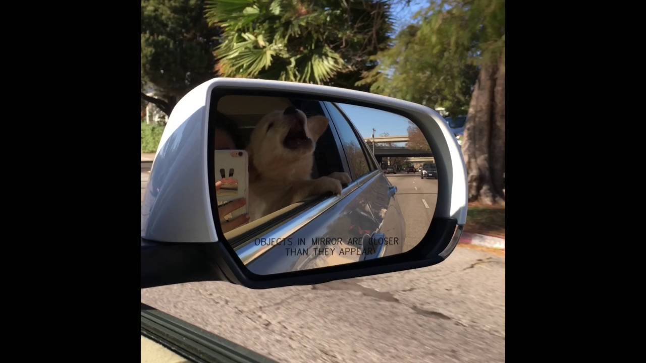 Golden.Meebo: the golden retriever puppy - YouTube