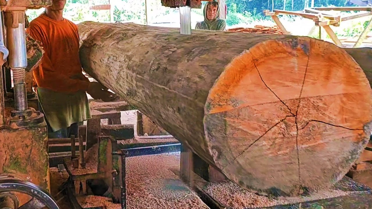 Woodworking// penggergajian batang kayu Meranti merah vs Meranti putih ...