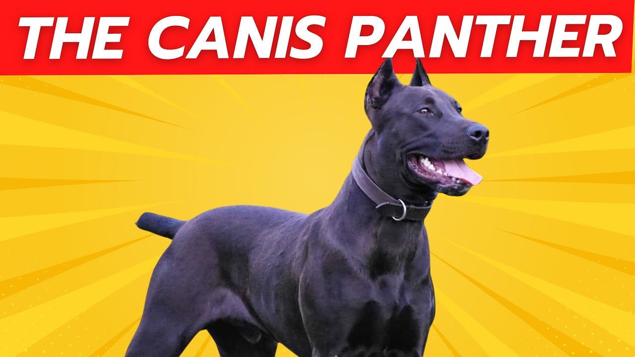 Canis Panter Hond Top 10 Smartest Dog Breeds Known For Obedience And