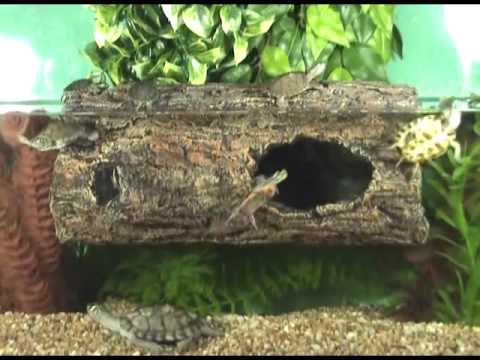 Zoo Med - Floating Turtle Log | Big Al's - YouTube
