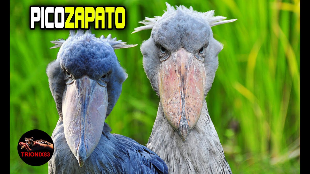 PICOZAPATO GIGANTE (LAS AVES GIGANTES PELECALIFORMES) - YouTube
