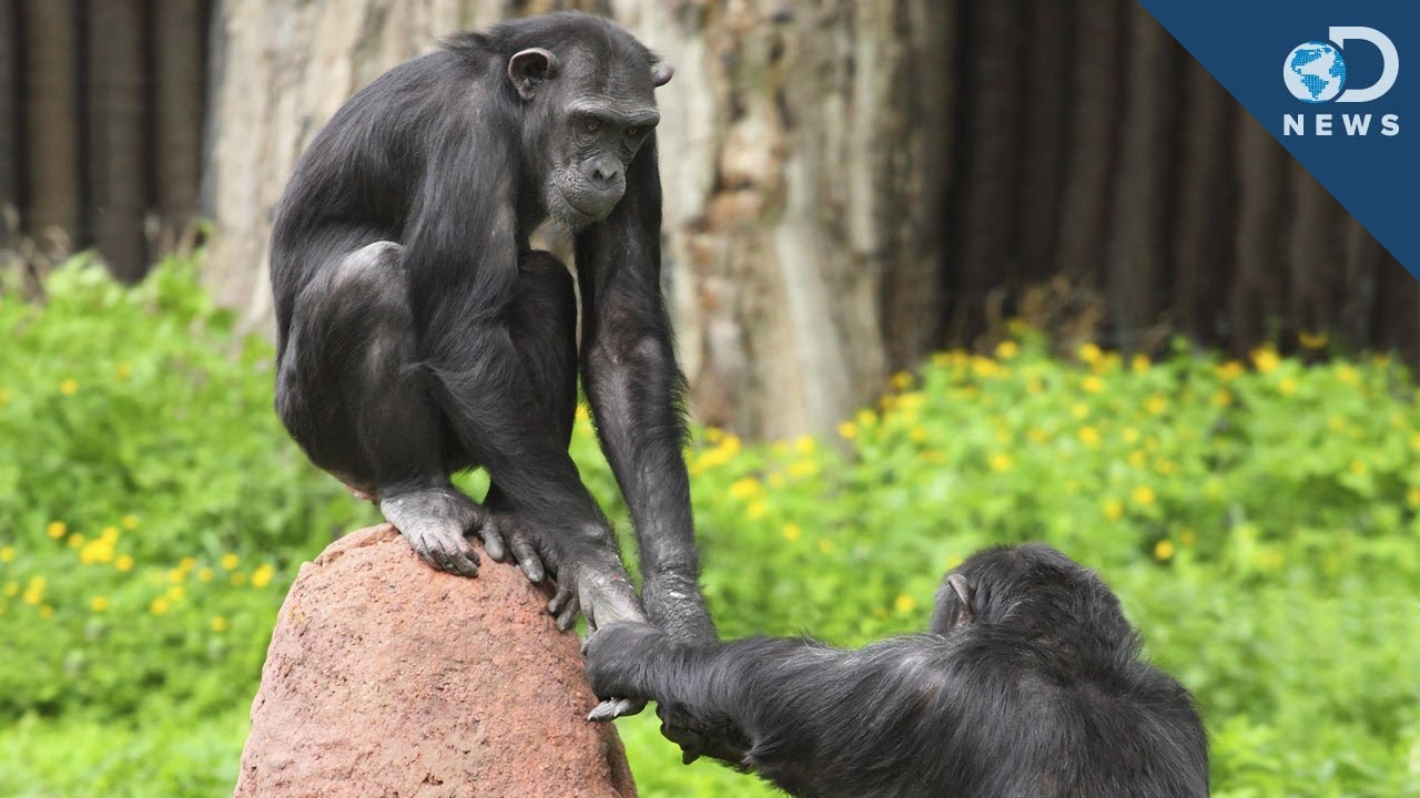 We Finally Know Why Chimpanzees Cooperate With Each Other! - YouTube