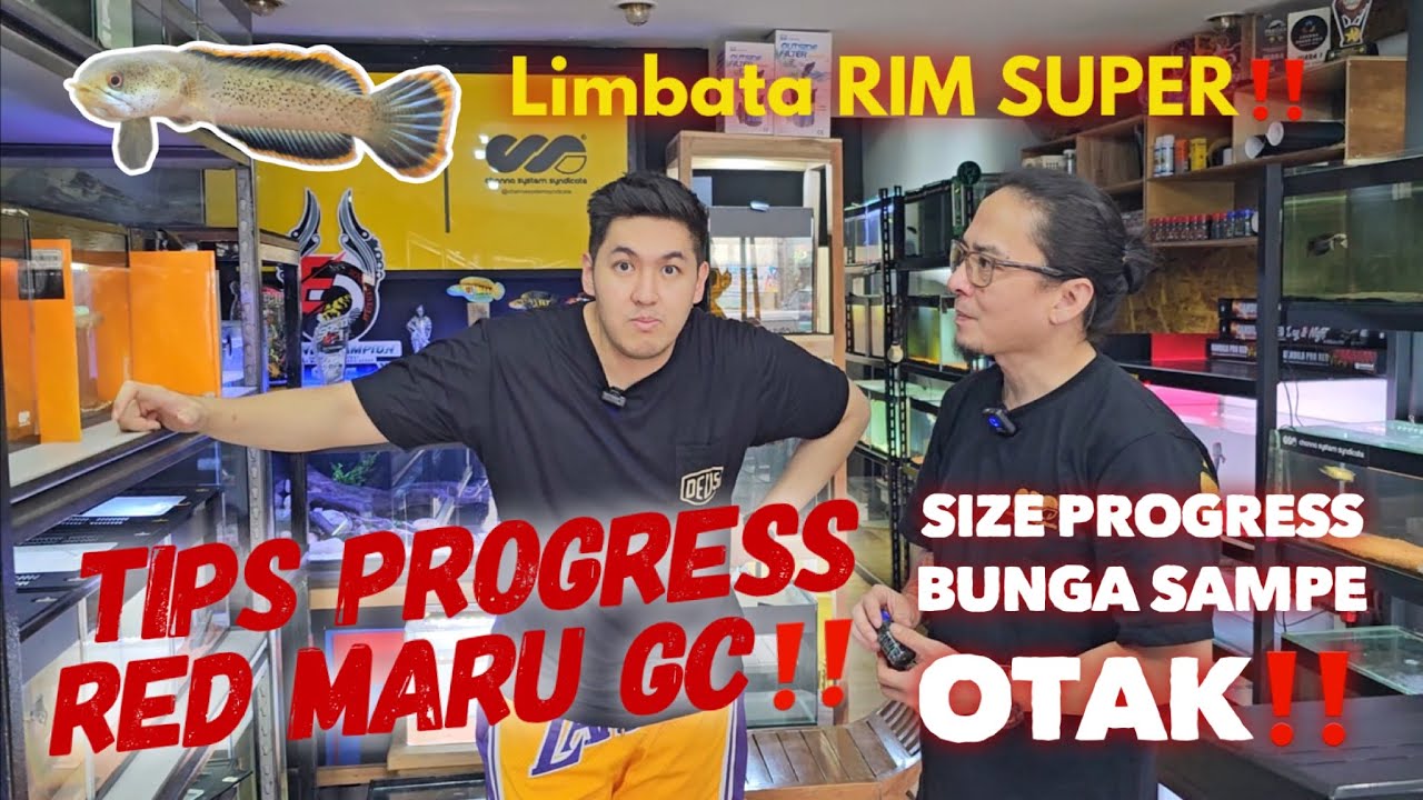 Tips progress red maru GC‼️Bukan toko ikan biasa‼️Sekali kontes bisa ...