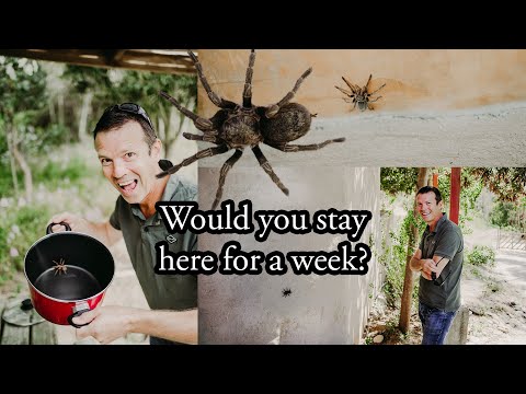 Tarantula - infested Airbnb in Zapallar, Chile!!! Unique travel experience.