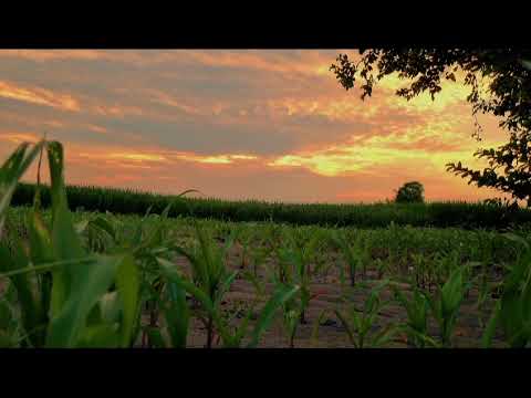 Nature video for relaxation | Nature video | birds chirping | sunset view | cloudy weather