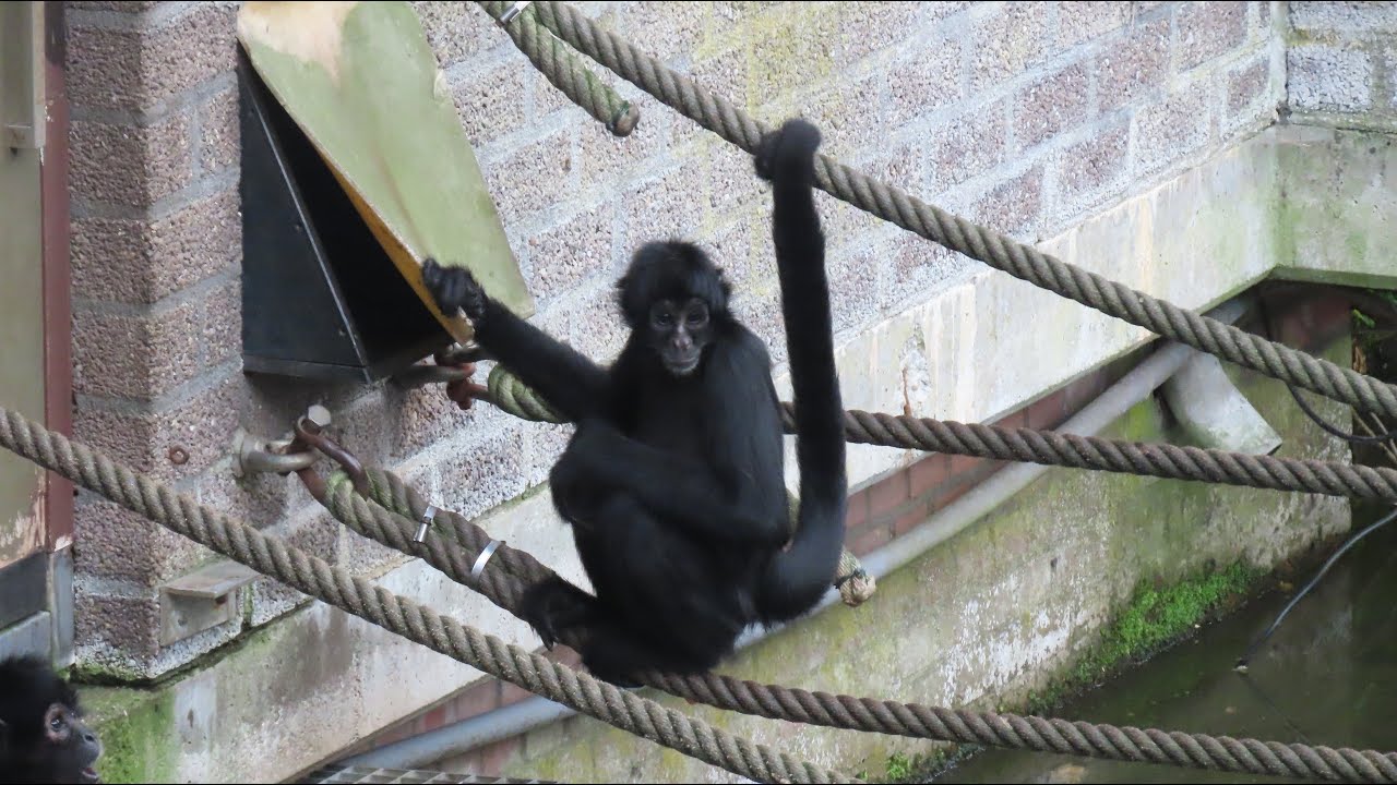 Colombiaanse Slingeraap Apenheul 2021 - YouTube
