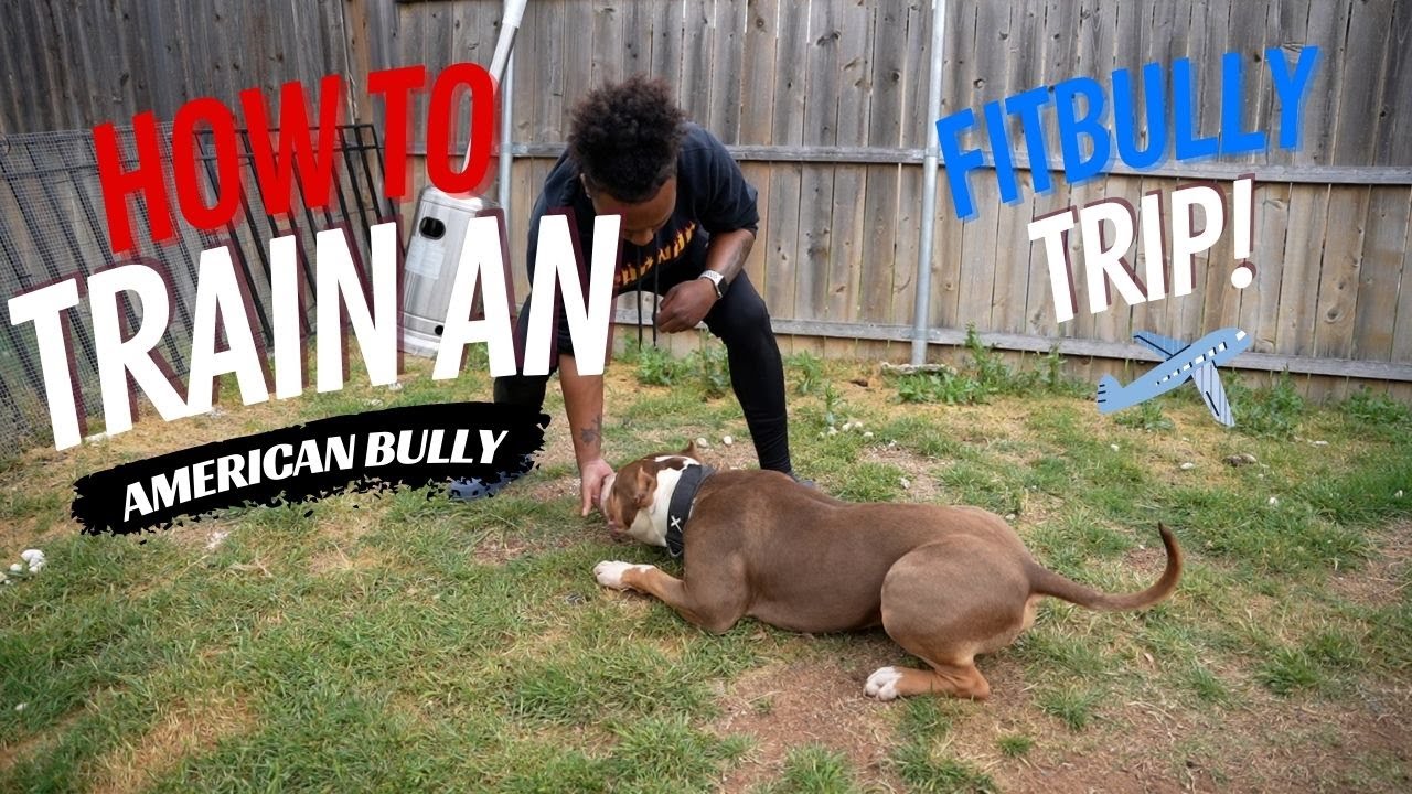 How to Train an American Bully - YouTube