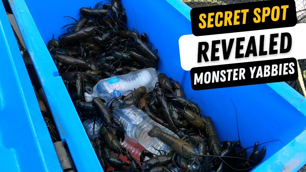 Monster Yabbies. Secret Spot Revealed - YouTube