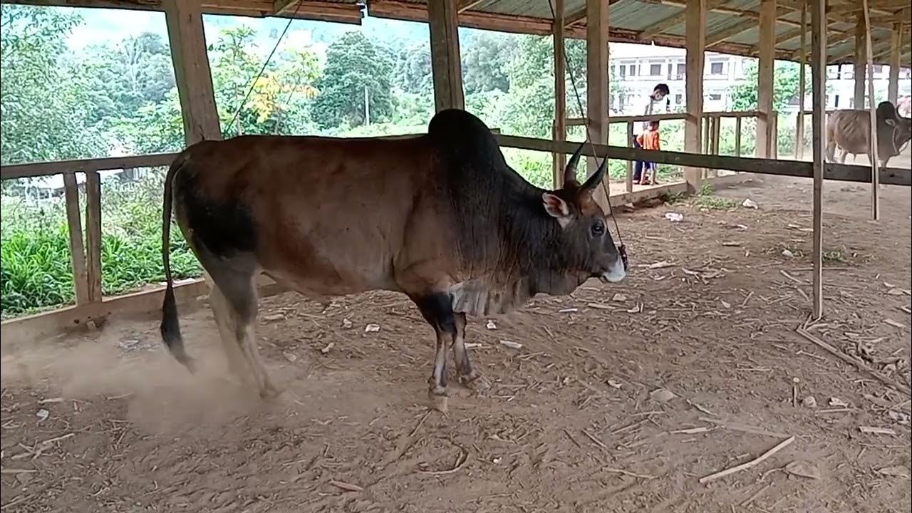 coj peb lo saib zag tsab tu nyuj loj thiab nrau txawj2 kub nyb rau moo oo 24/9/2022 - YouTube