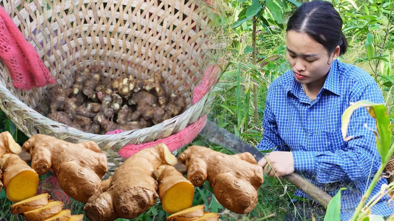 Harvest Giant Wild Ginger Goes Sell At The Market | Dinner Cooking For ...
