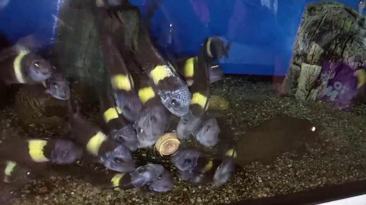 Maswa feeding - YouTube