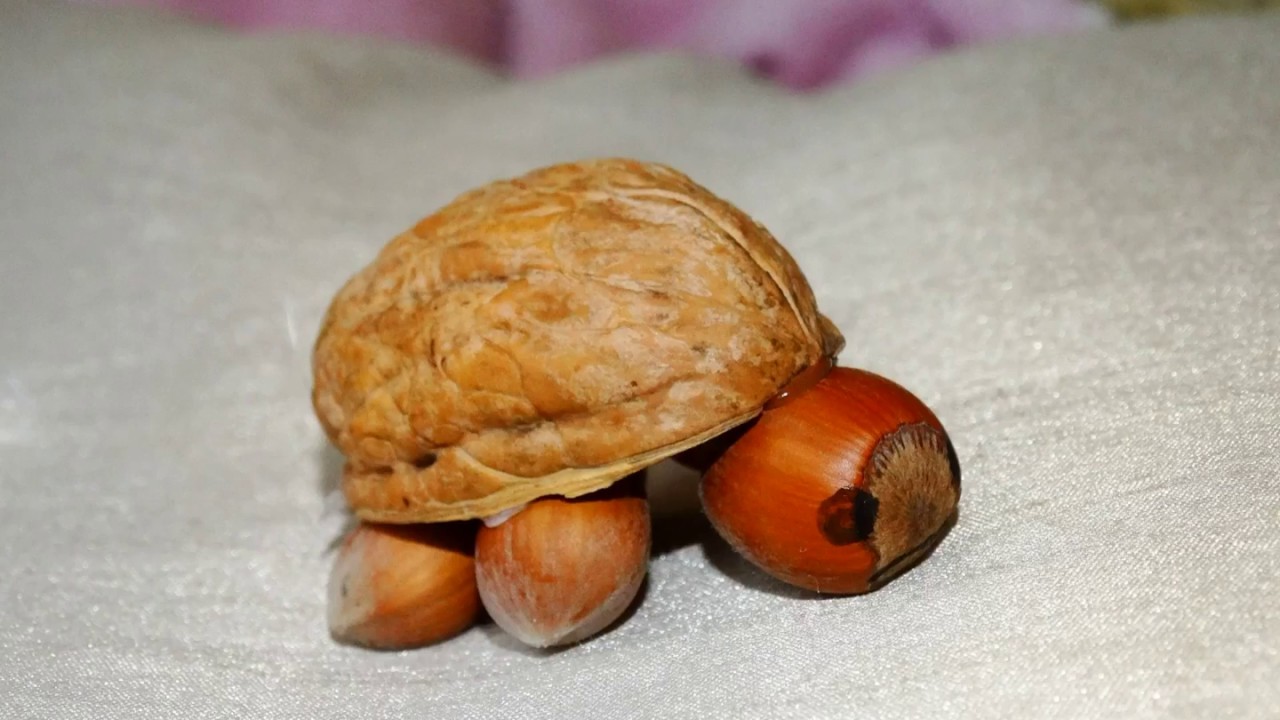 Natural craft Walnut and hazelnut tortoise - YouTube