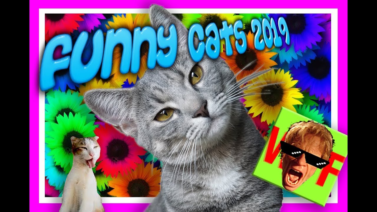 CUTE KITTY*S 🙀 Cute Cats Compilation 2019 BY WTF TV😹🌶 - YouTube