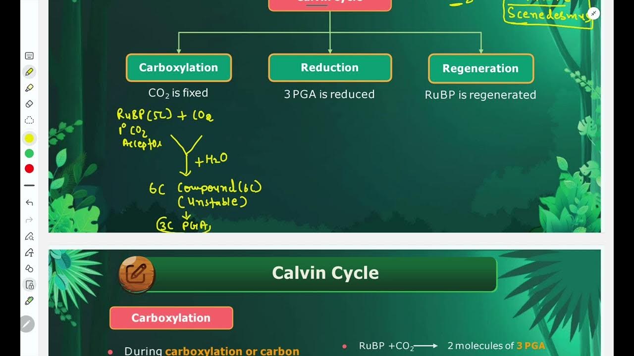 photosynthesis crash course part 5: Calvin cycle - YouTube