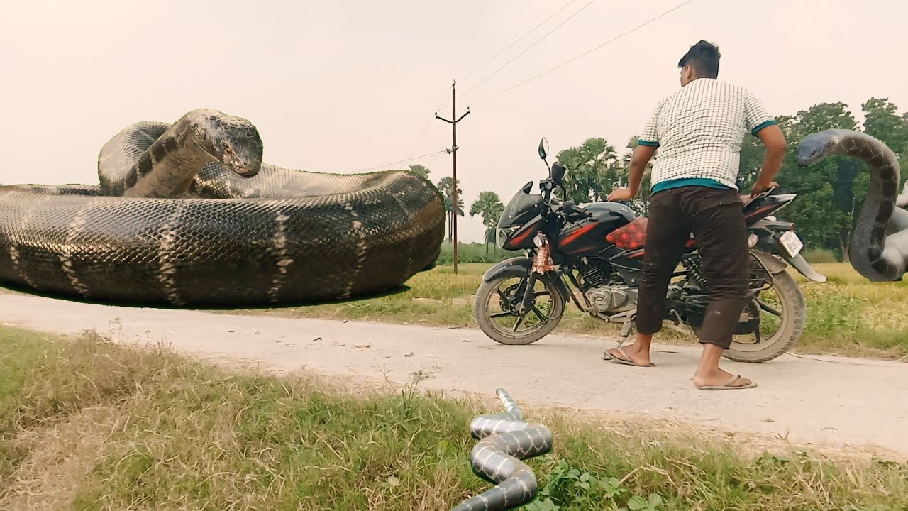 Anaconda Attack Man In Amazon Forest || Anaconda Attack Video Brief ...