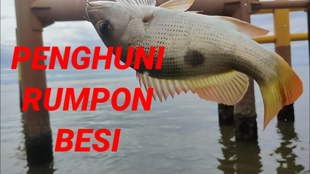Rumpon besi Muara kembang// rumpon ikan Kalimantan timur - YouTube