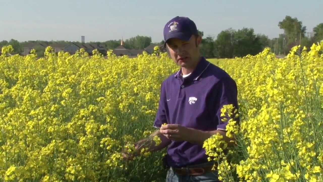 Canola in Kansas - YouTube
