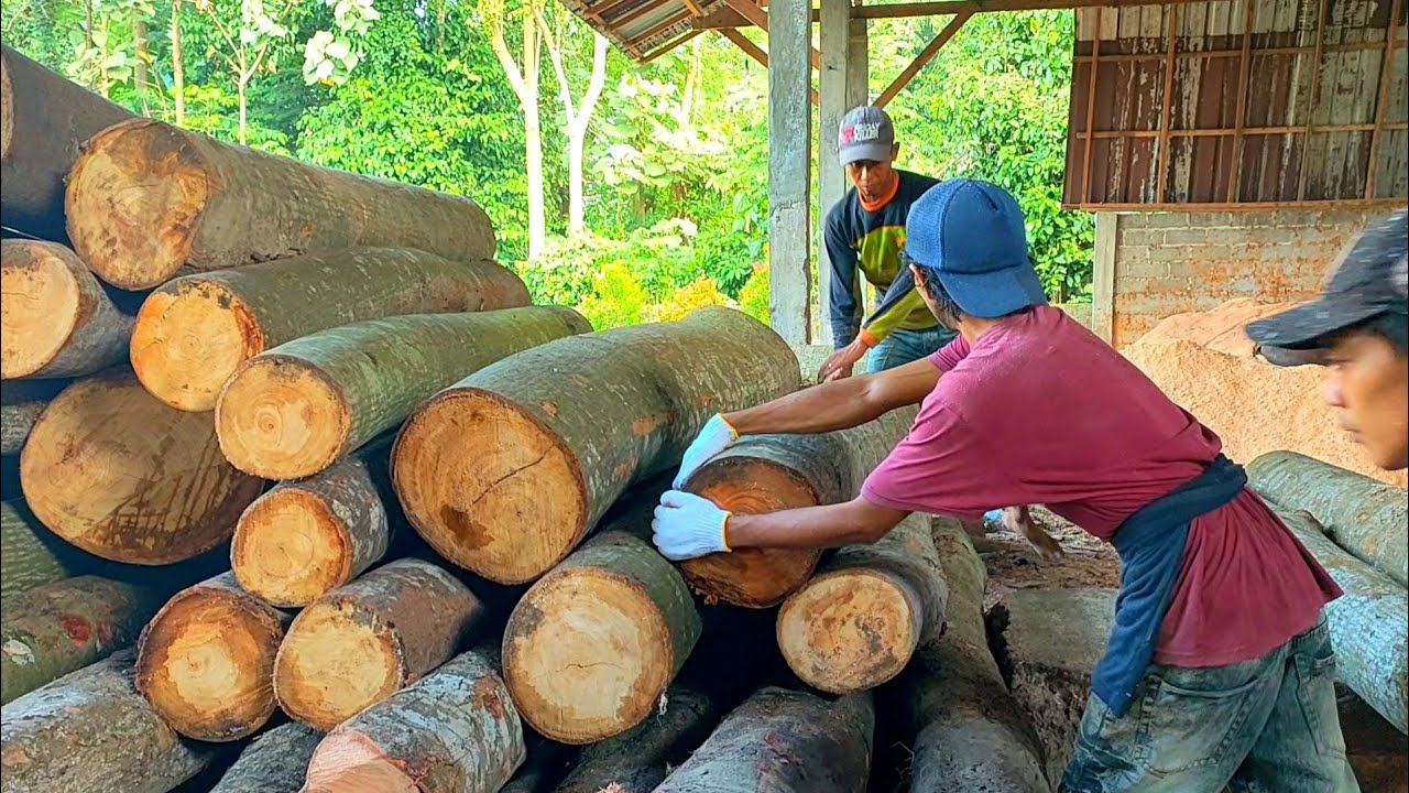 Rejeki Nomplok!!! Boss Dapat Orderan Papan Kayu Randu... Disawmil Super ...
