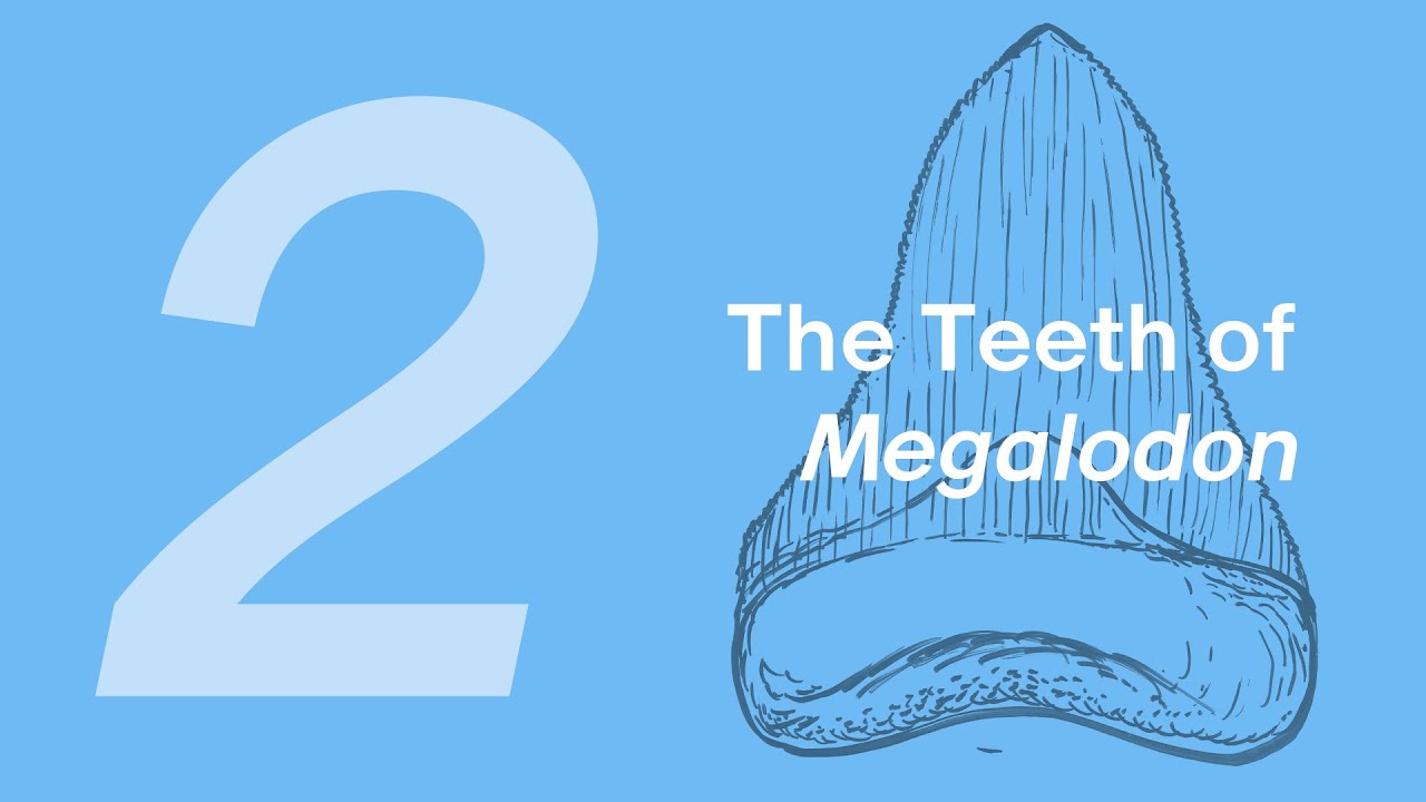 Patton the Megalodon 2: The Teeth | Learn to Draw Marine Animals with ...
