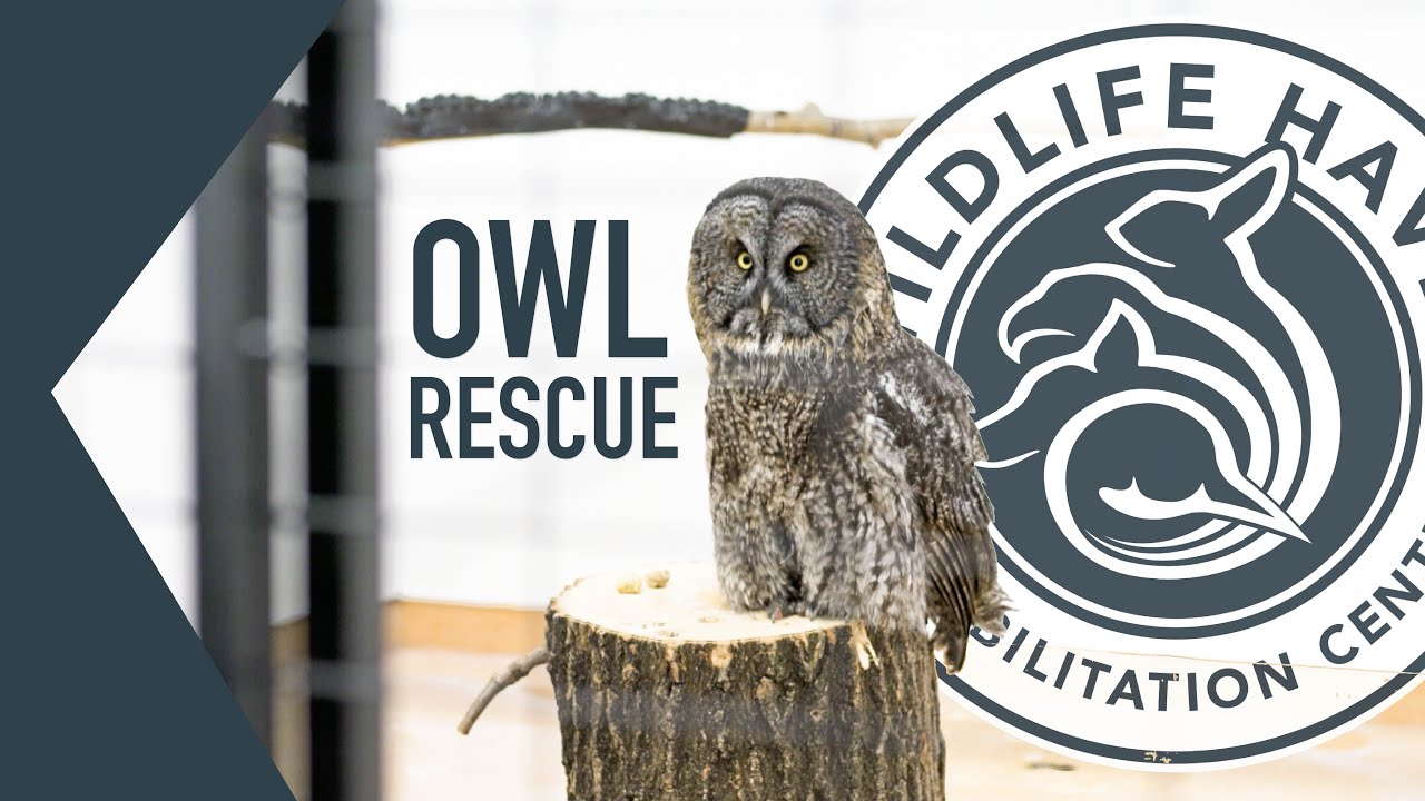 Owl Rescue Story - YouTube