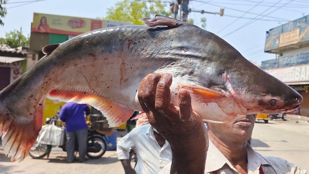 jalla fish cutting fungus fish cutting video #fishcuttingvideos - YouTube