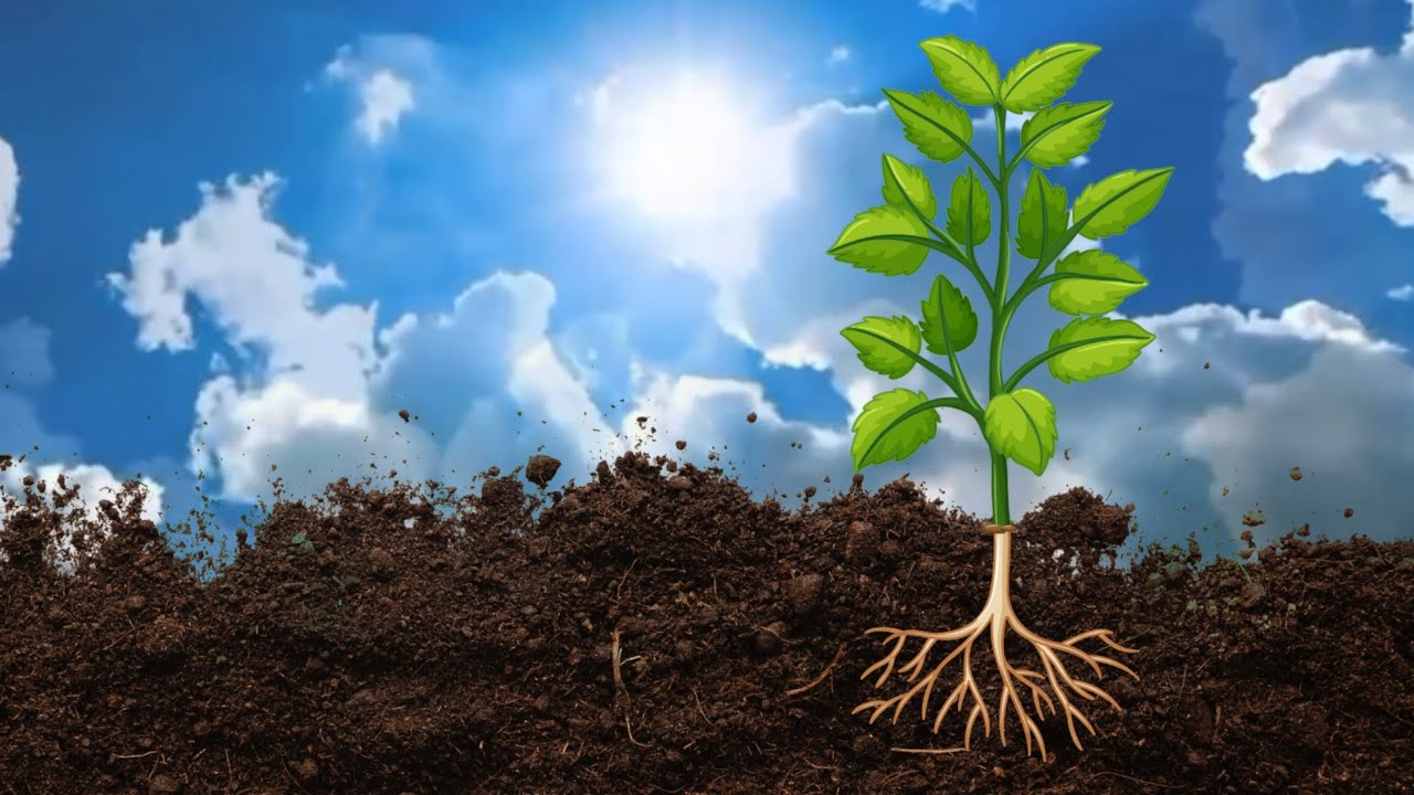 How & When Urea Will Be Taken Up By Plants | Farming Inspirations - YouTube