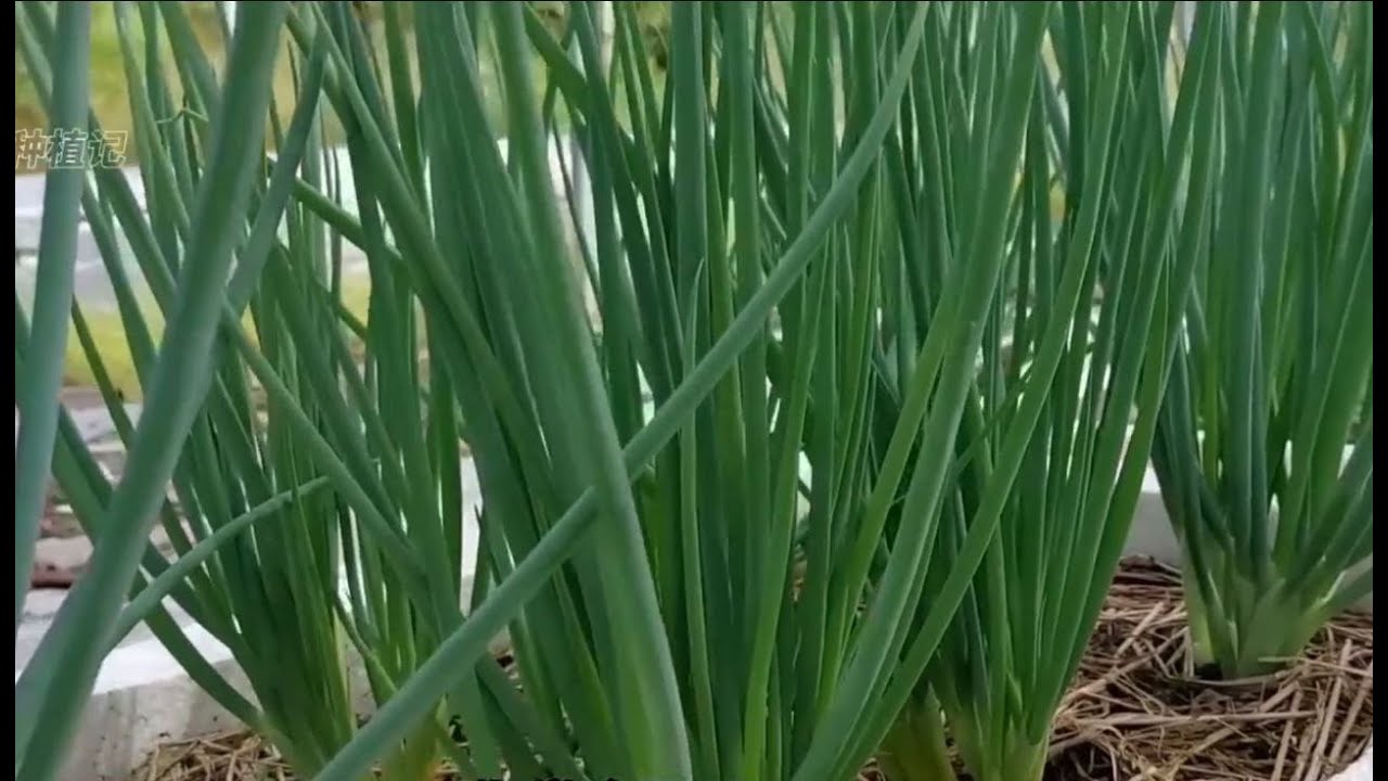 វិធីដាំខ្ទឹមងាយៗនៅផ្ទះ| How to grow Spring Onion at Home - YouTube