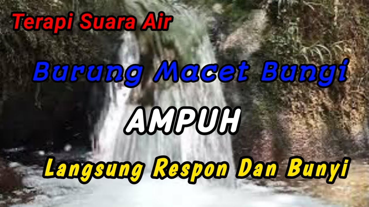 Terapi Suara Air, Burung Mecet Bunyi Langsung Respon Dan Bunyi, Suara ...