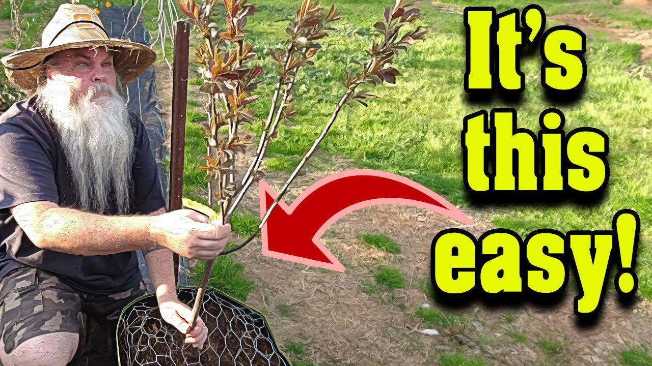 Planting Bare Root PLUM Trees in Containers or In Ground. Step by Step ...
