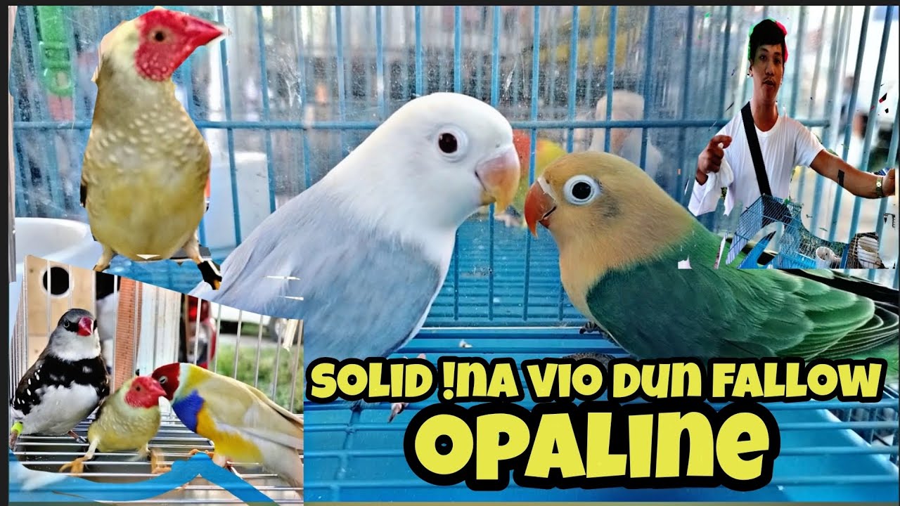 #bocaue part2#Vio opa dun fallow#Aqua B1 opaline#diamond firetail ni ...